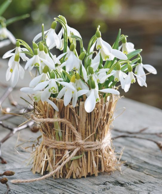 Perce neige : nos idées de décoration - Le Blog d'Ici