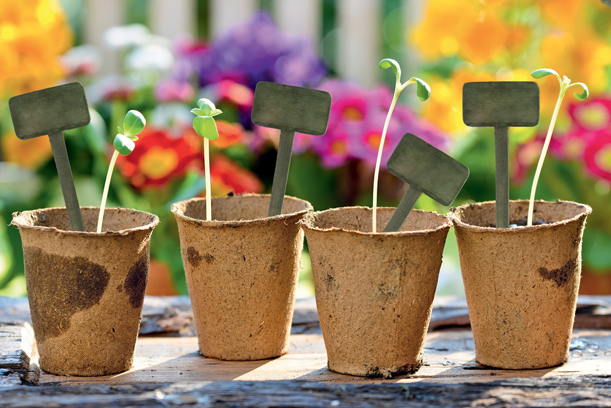 Semis : 10 astuces pour réussir ses semis à tous les coups