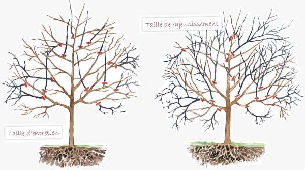 Conseil jardinage : tailler ses arbres fruitiers avant le printemps