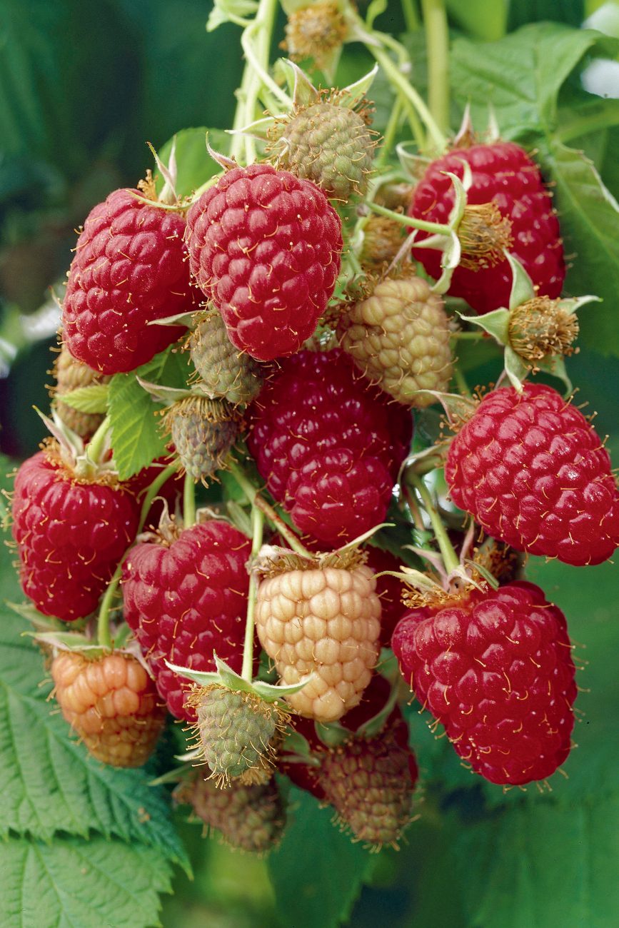 Jardinage : comment faire pousser de délicieux fruits rouges