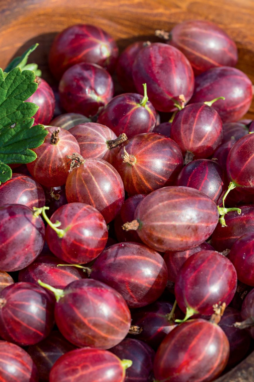 Jardinage : comment faire pousser de délicieux fruits rouges