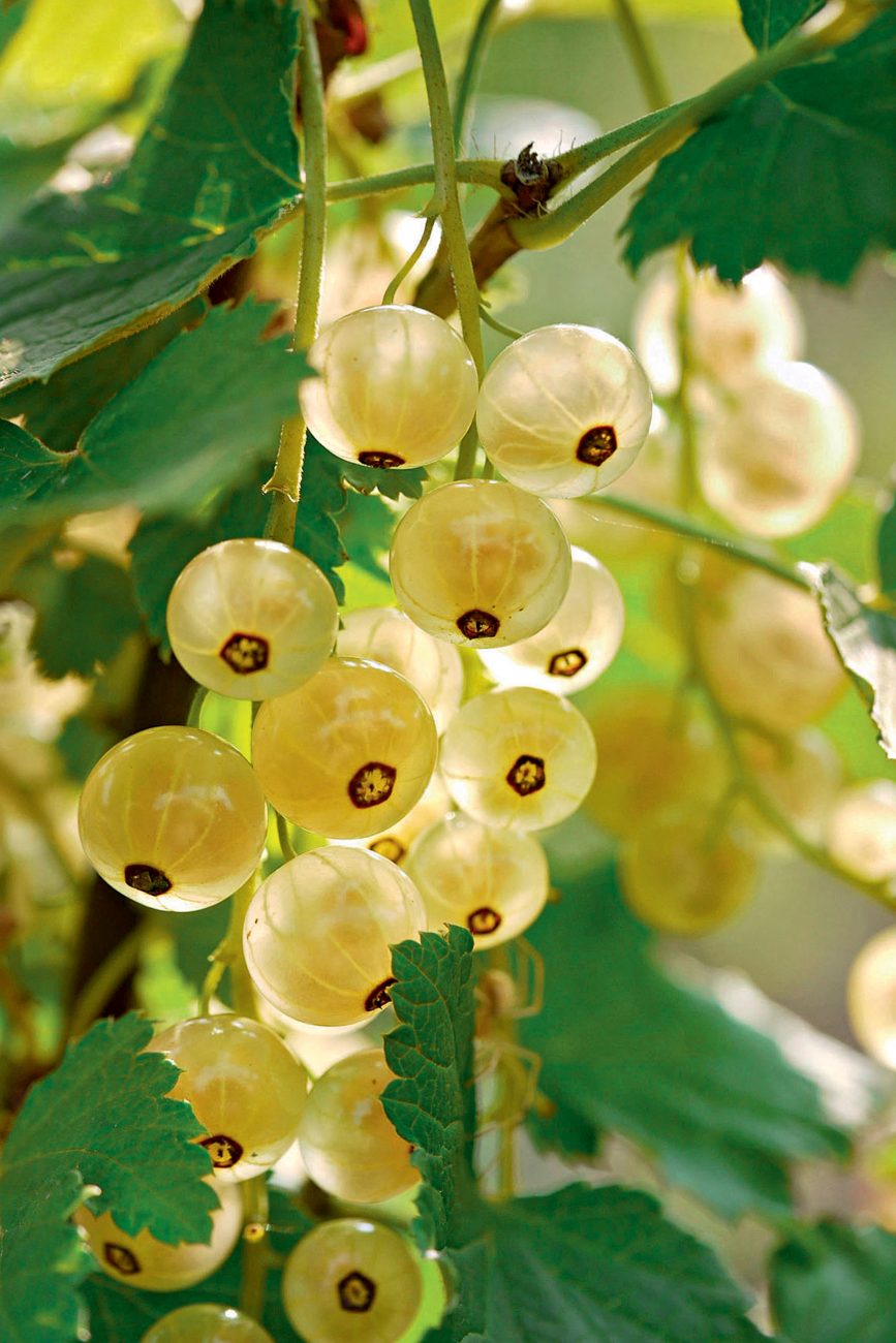 Jardinage : comment faire pousser de délicieux fruits rouges