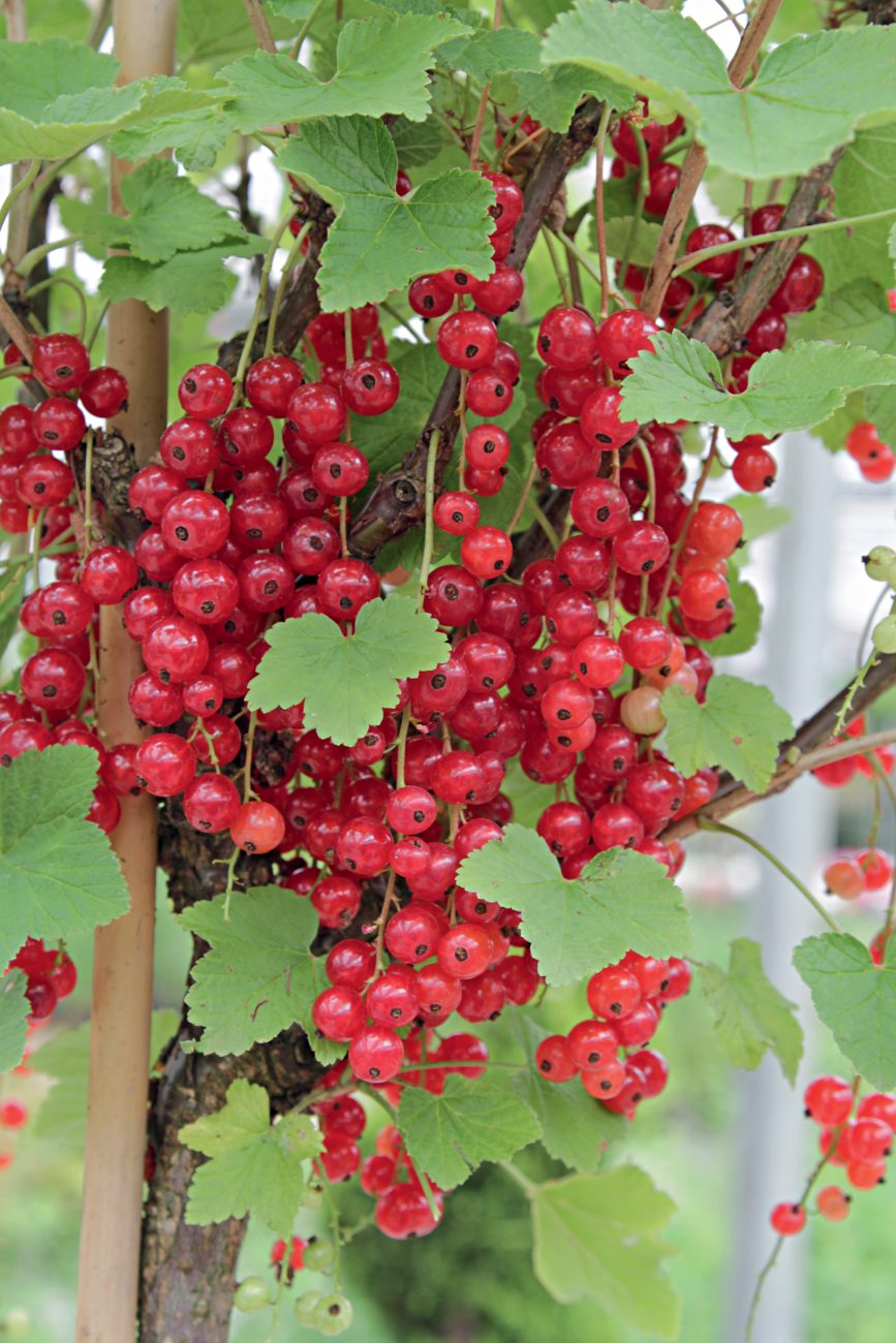 Jardinage : comment faire pousser de délicieux fruits rouges