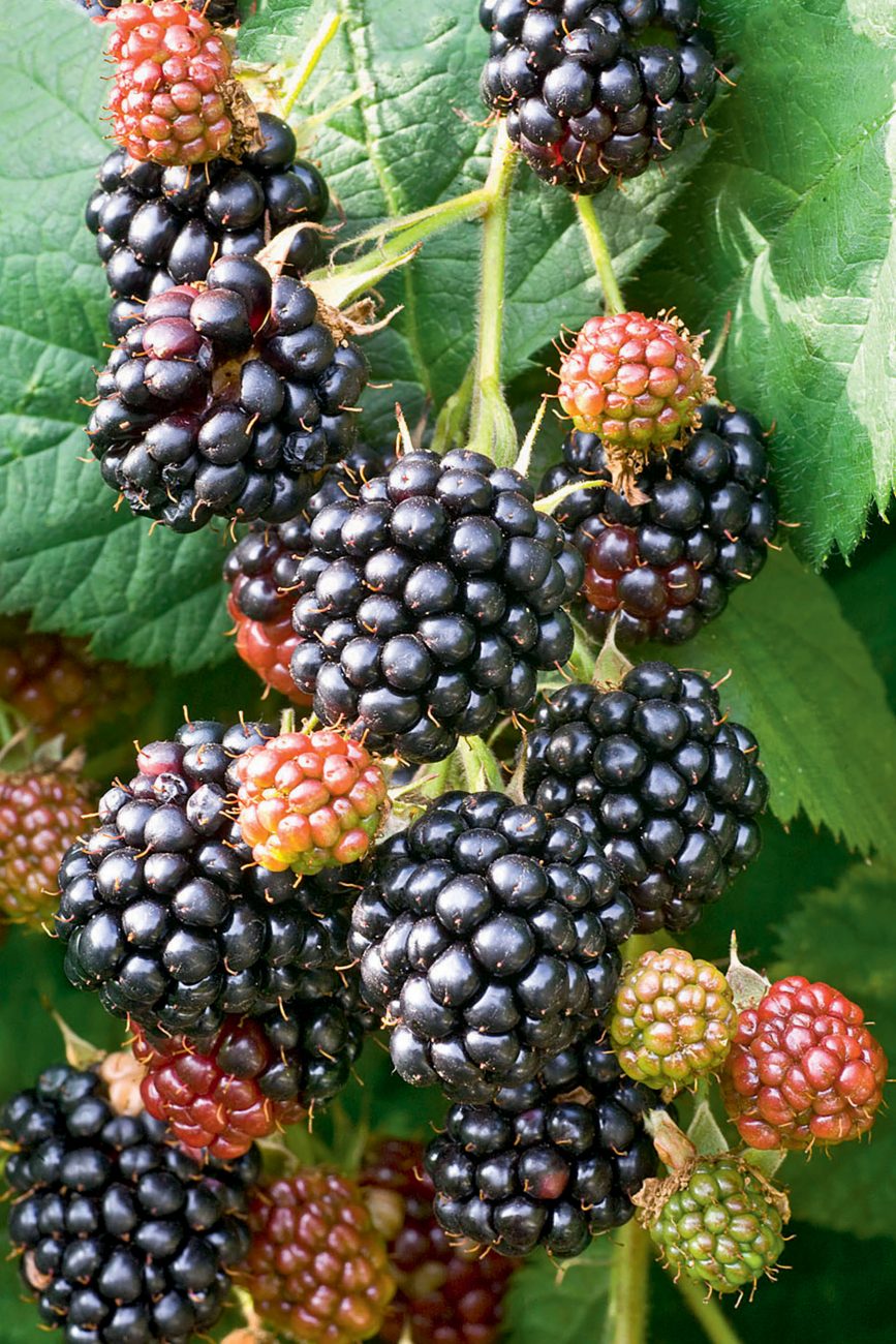 Jardinage : comment faire pousser de délicieux fruits rouges